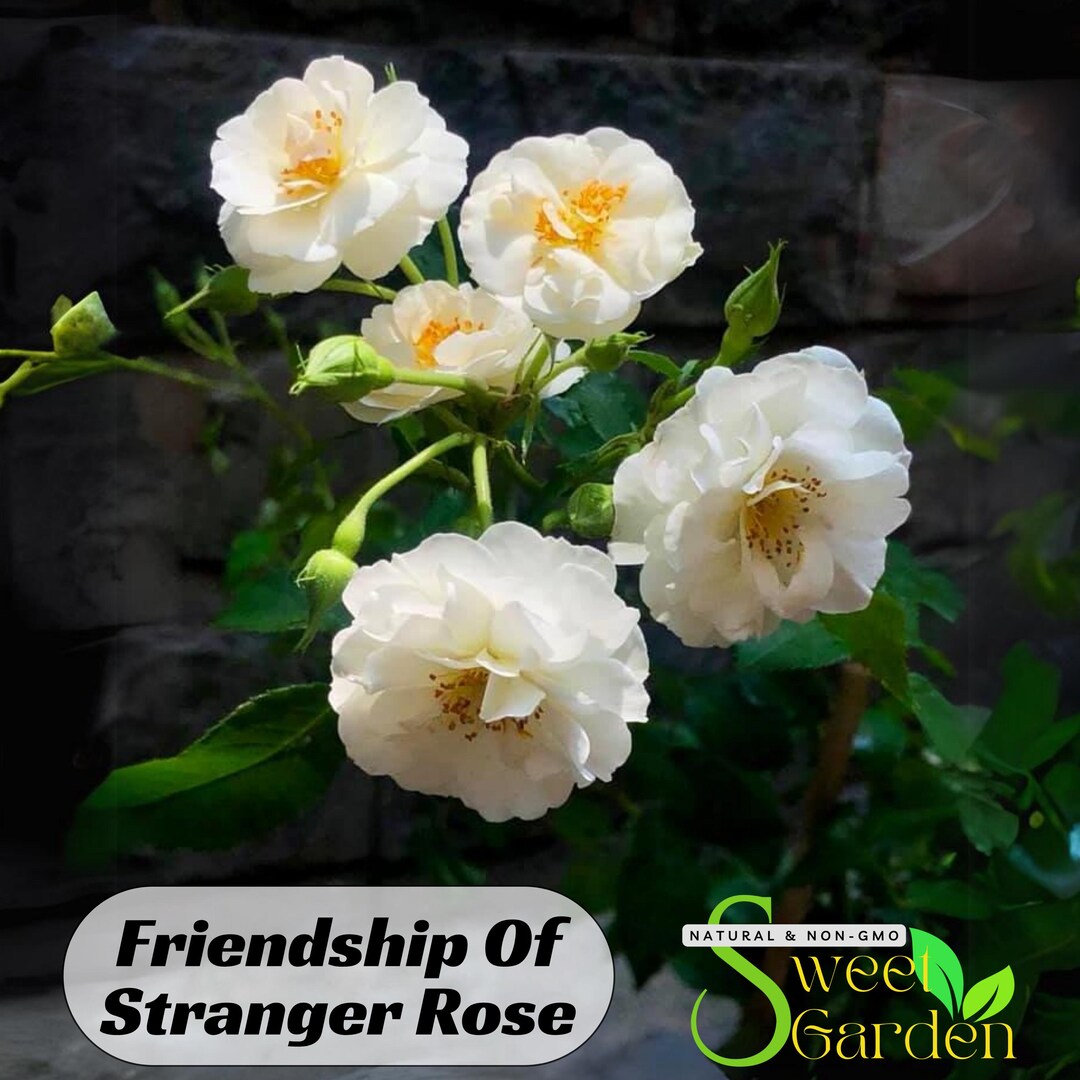 Friendship of Stranger Rose Seeds - Perennial - Authentic Seeds ...