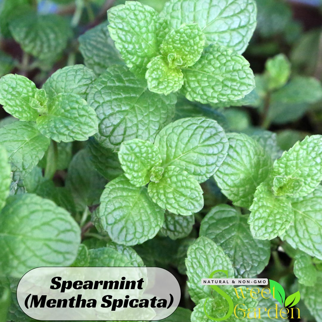 Mentha Spicata Seeds - Authentic Seeds - Perennial~gmo Free ~flower ...