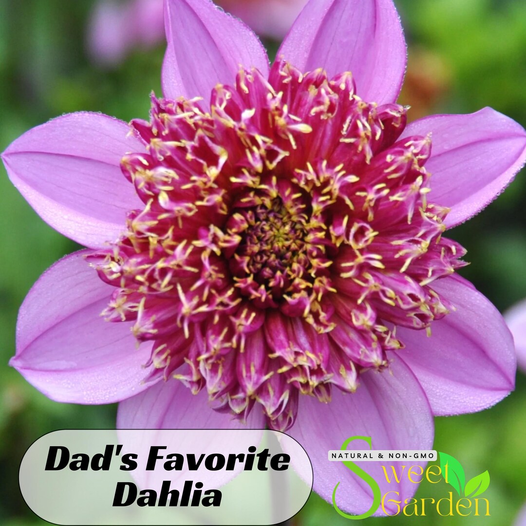 Dad's Favorite Dahlia Seeds - Perennial - Authentic Seeds - Flowers ...