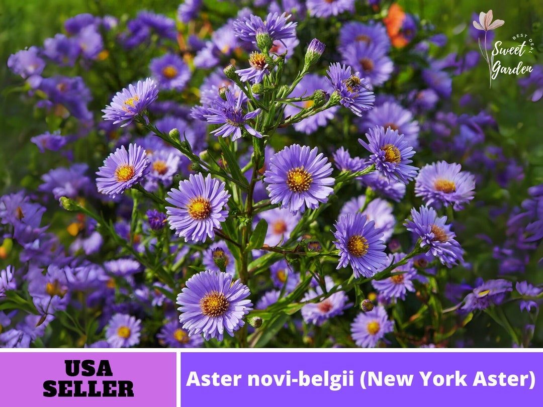 Aster Novi-belgii new York Aster Perennial authentic Seeds vegetable ...
