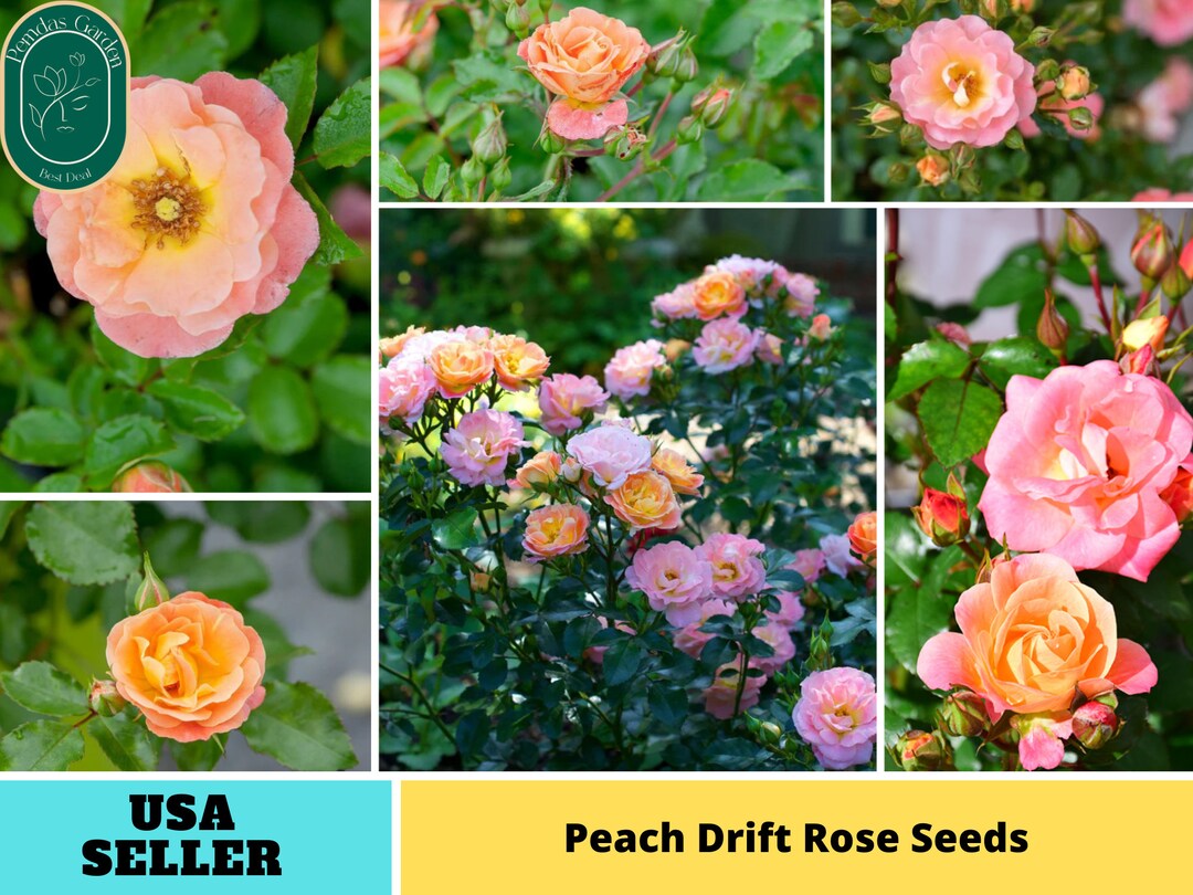 Peach Drift Rose Seeds Perennial Authentic Seeds Flowers Easy to Grow ...