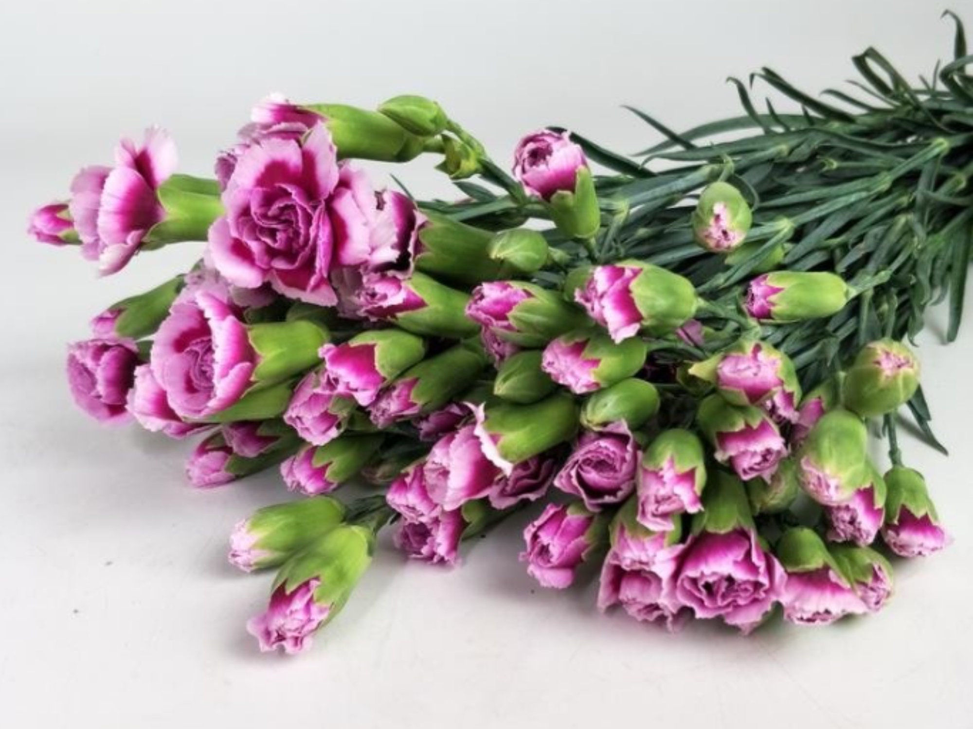 30s|violet White Purple Mini Carnation - Authentic Seeds - Dianthus ...