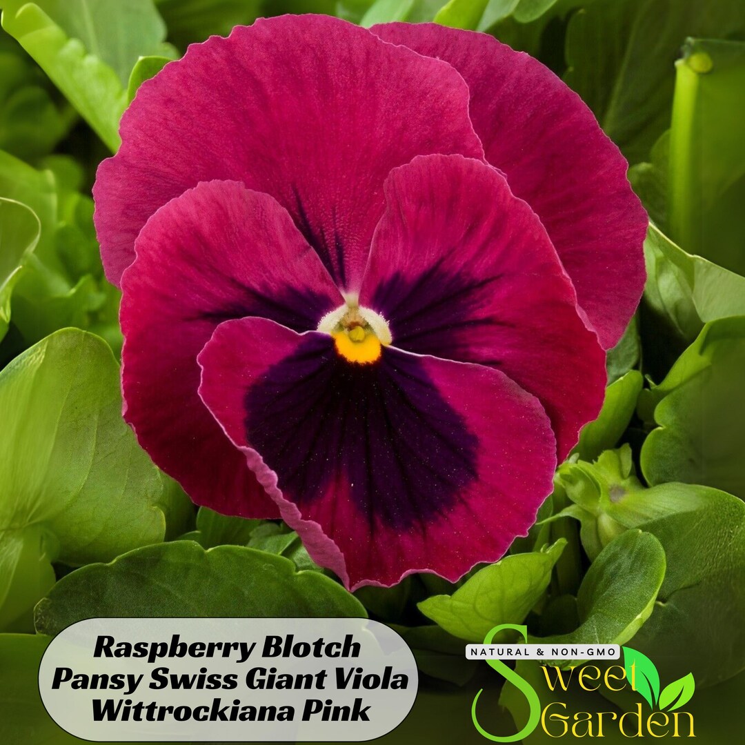 Raspberry Blotch Pansy Swiss Giant Viola Wittrockiana Pink Seeds - Self ...
