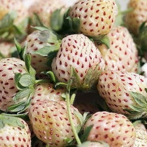 35 Seeds| White Strawberry Seeds -perennial -authentic Seeds-flowers ...