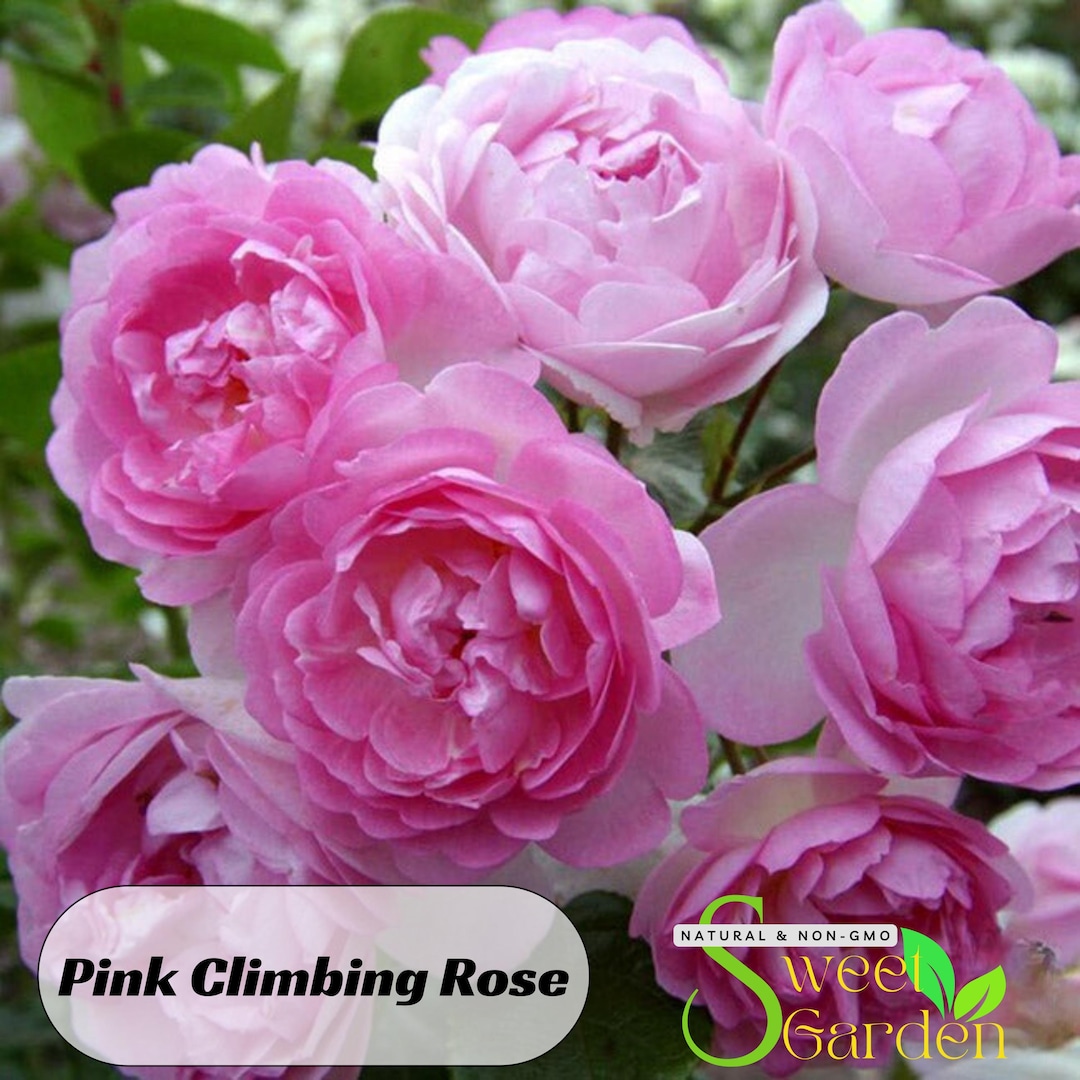 Pink Climbing Rose Seeds - Perennial - Authentic Seeds - Flowers - Easy ...