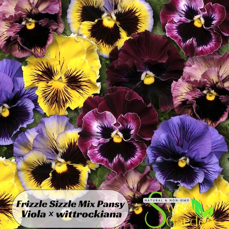 Frizzle Sizzle - Etsy