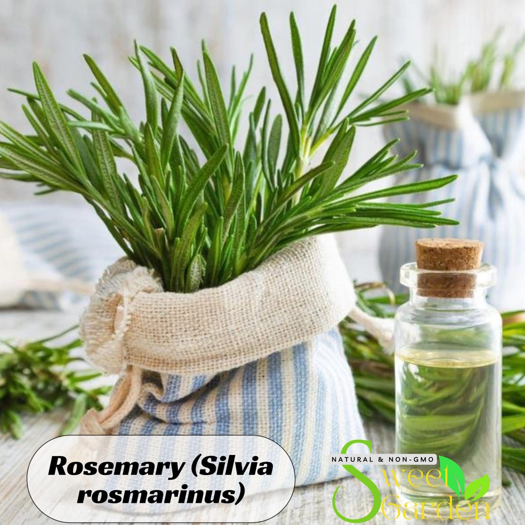 Rosmarinus Officinalis - Rosemary (silvia Rosmarinus) Seeds - Authentic ...