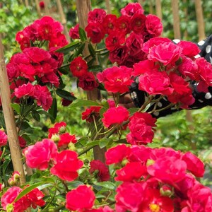 Red Fairy Rose Seeds - Perennial - Authentic Seeds - Flowers - Easy to ...
