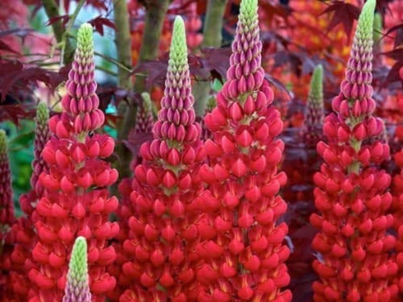 Lupinus ‘beefeater’ (lupine) Seeds- Lupinus - Bluebonnet - Authentic ...
