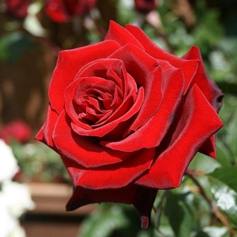 Black Magic Rose Seeds - Perennial - Authentic Seeds - Flowers - Easy ...