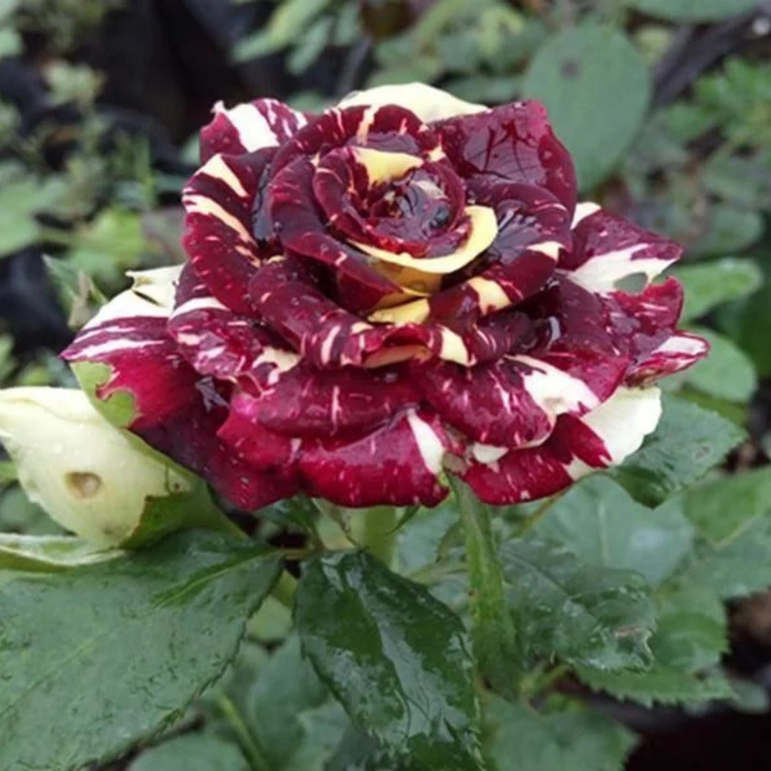 Meteor Shower Rose Seeds - Perennial - Authentic Seeds - Flowers - Easy ...