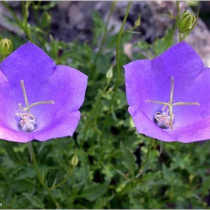 Campanula Carpatica - Perennial -authentic Seeds -vegetable Seeds-mix ...