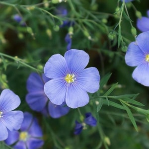 Linum Seeds Blue Flax Perennial authentic Seeds vegetable Seeds-mix ...