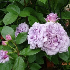 コリン クレイヴン - Colin Craven Rose Seeds - Perennial - Authentic Seeds ...