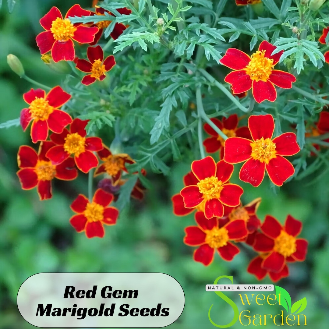 Red Gem Marigold Seeds - Edible - Open-pollinating - Potted - Draft ...