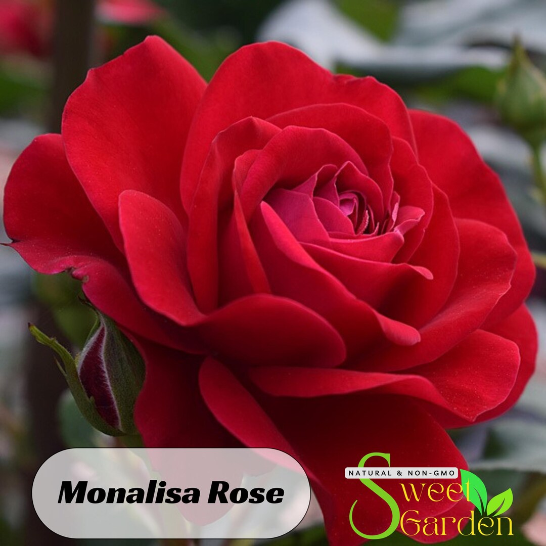Monalisa Rose Seeds - Perennial - Authentic Seeds - Flowers - Easy to ...
