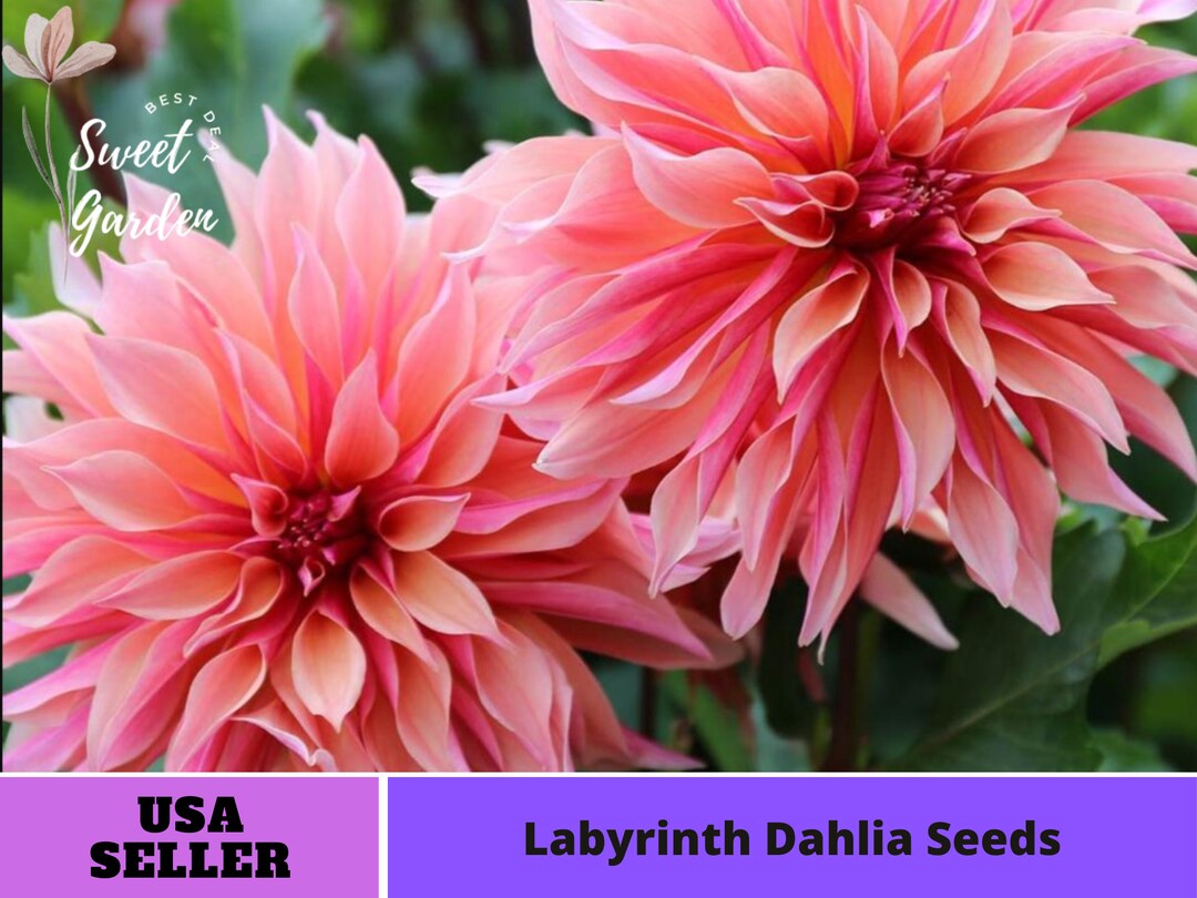 Labyrinth Dahlia Seeds Perennial Authentic Seeds Clumping Dahlia Garden ...