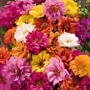 Portulaca 'sundial Mix' Seeds - Moss Rose Seeds - Heirloom Succulent ...