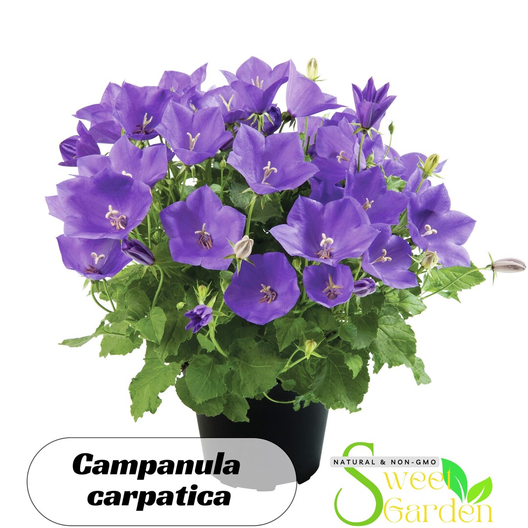 Campanula Carpatica - Perennial -authentic Seeds -vegetable Seeds-mix ...