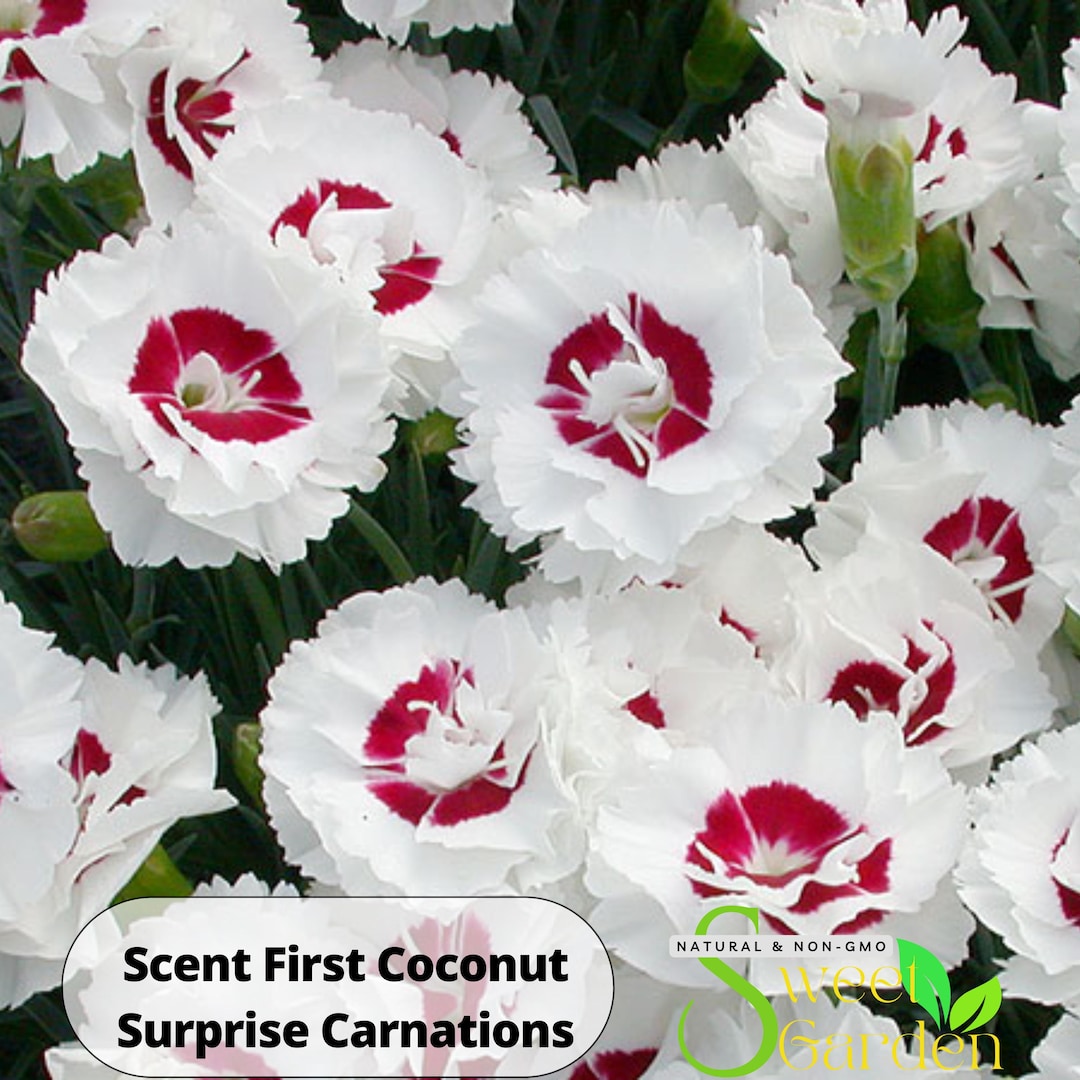 30s|scent First Coconut Surprise Dianthus Carnations - Authentic Seeds ...