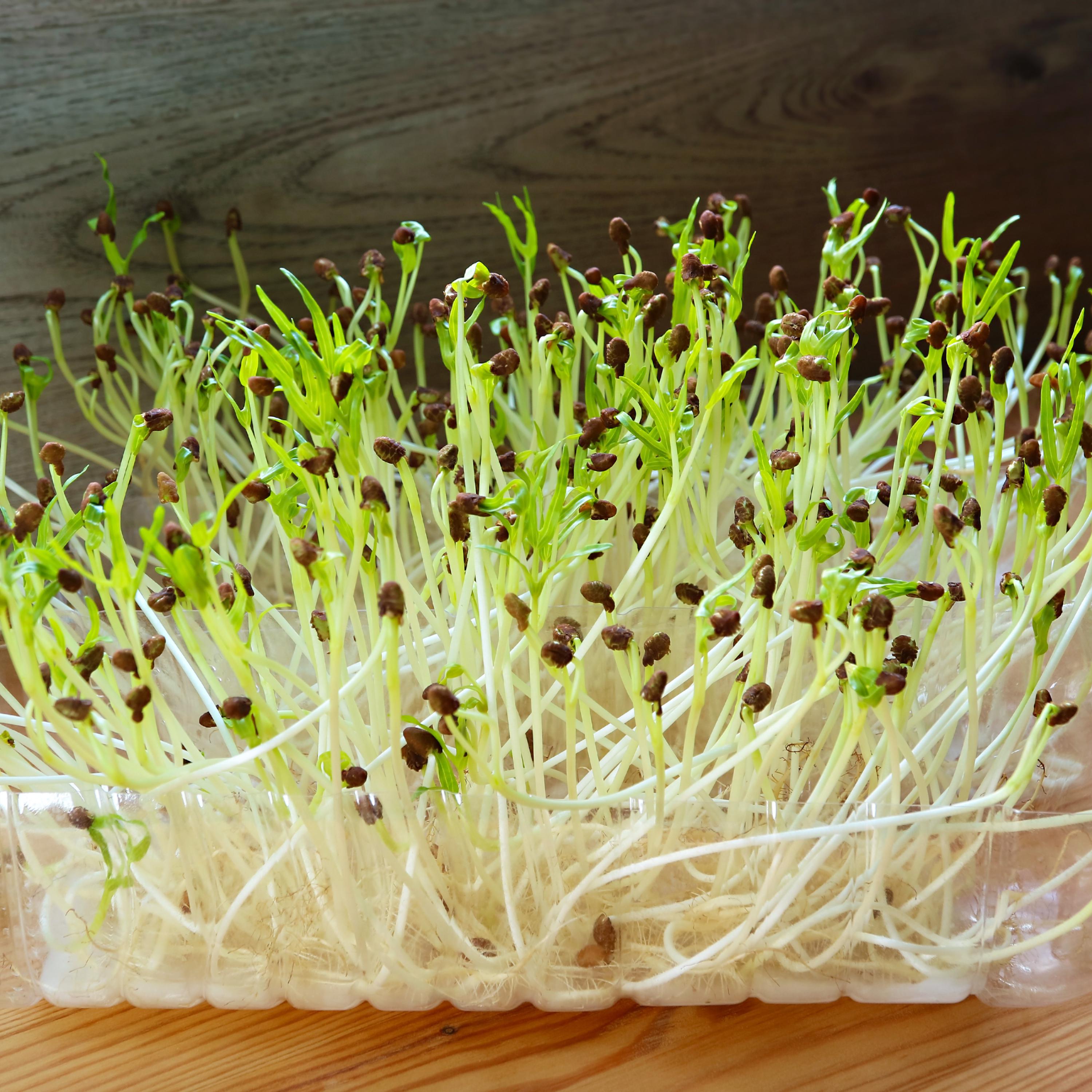 Upland Water Spinach Seeds – Ong Choy – Kangkong – Easy to Grow – Heat ...
