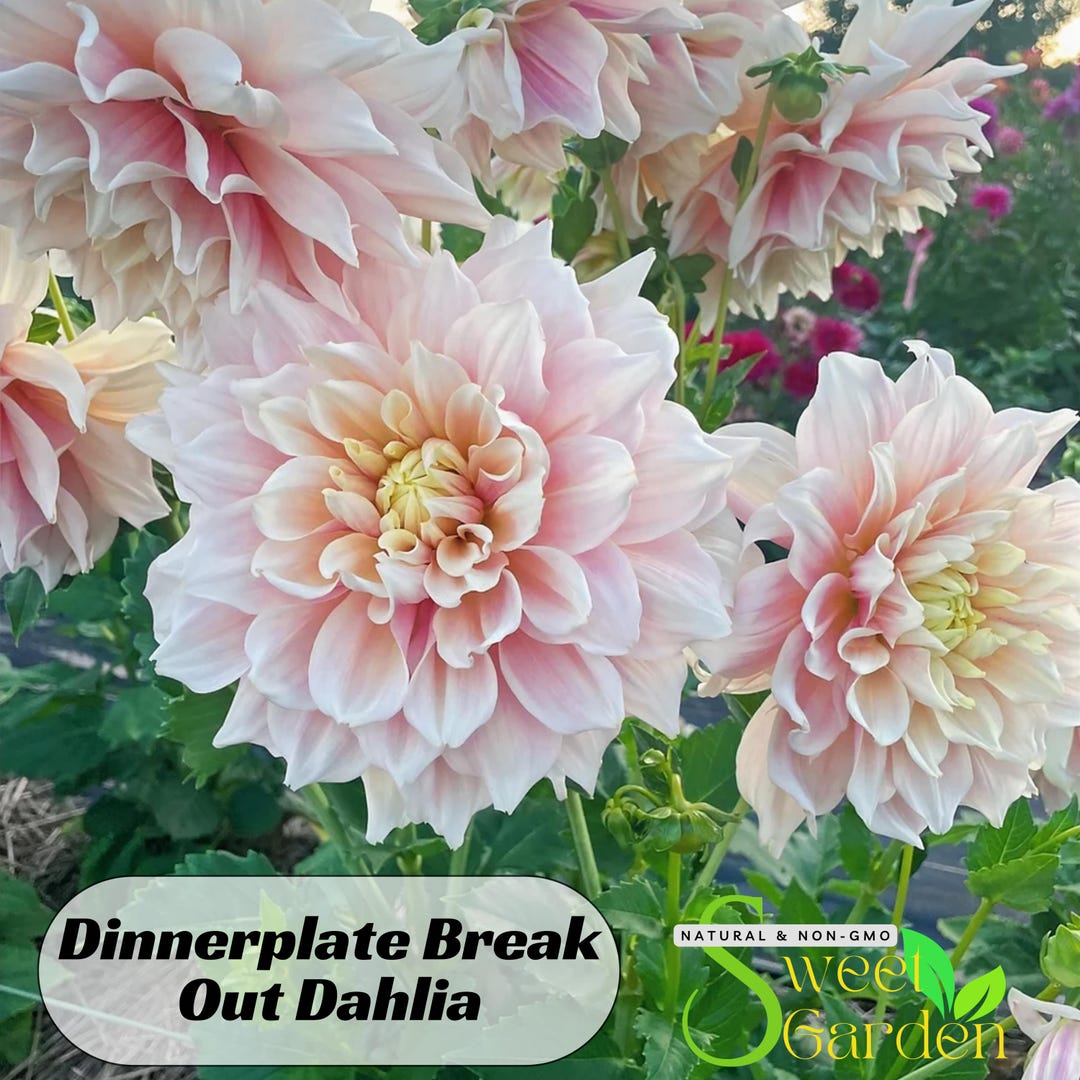 Dinnerplate Break Out Dahlia Seeds - Perennial - Authentic Seeds ...