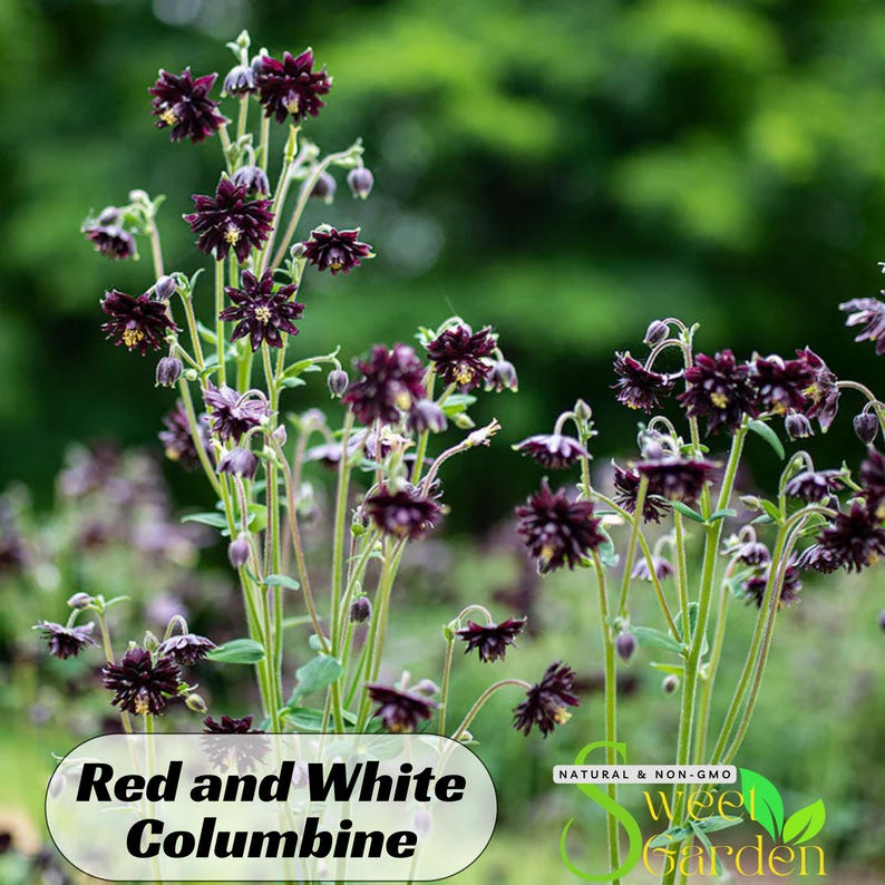 Kirigami Red and White Columbine Seeds - Cold Resistant - Deciduous ...