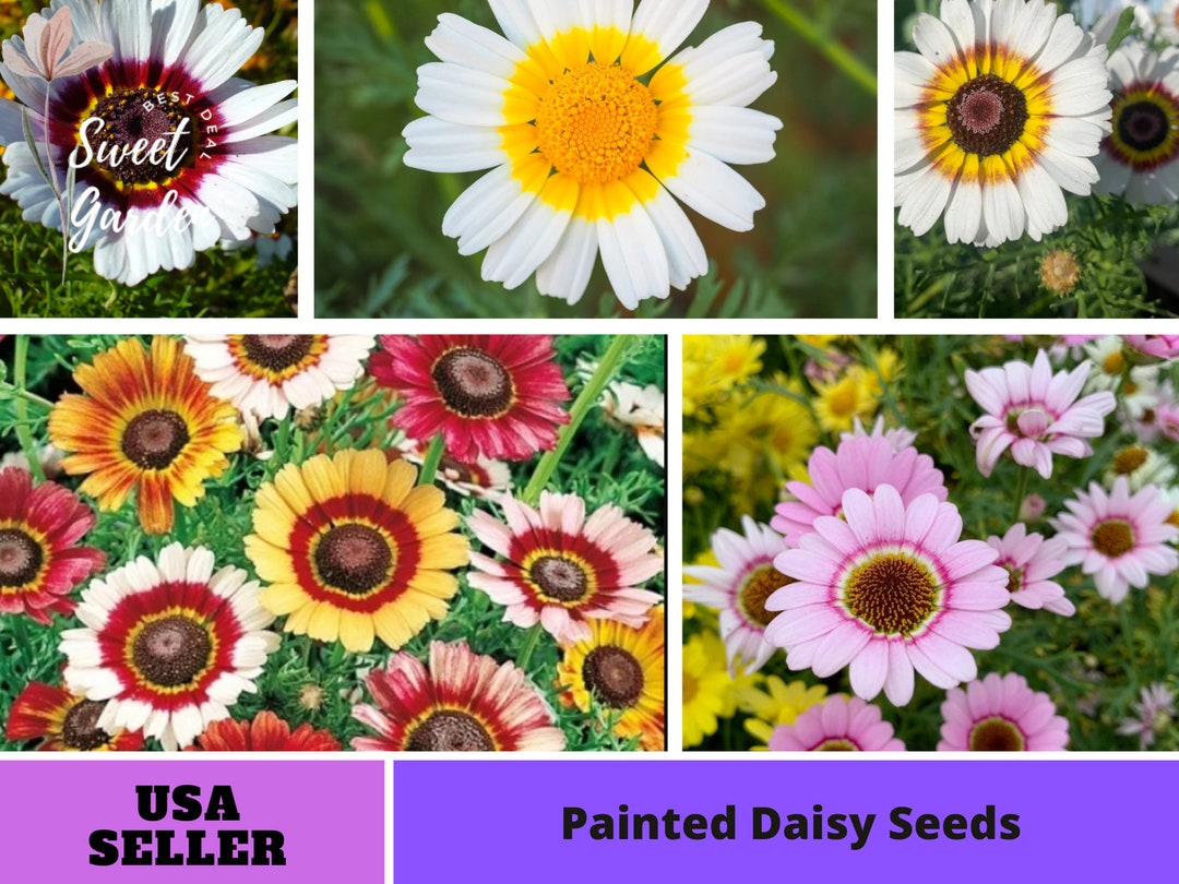 Painted Daisy Seeds perennial authentic Seeds-flowers organic. Non GMO ...