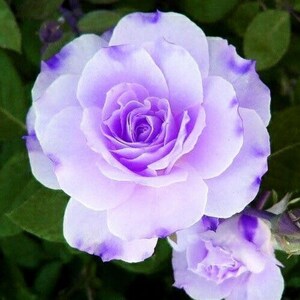 Purple Haze Rose Seeds - Authentic Perennial Climbing Flowers - Etsy