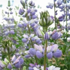 Lupinus Rivularis (riverbank Lupine) Seeds- Lupinus - Bluebonnet ...