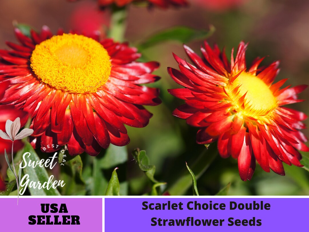 Red Strawflower Seeeds perennial authentic Seeds-flowers organic. Non ...