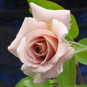 Hybrid Tea Spiced Coffee Rose Seeds-perennial authentic Seeds-flowers ...