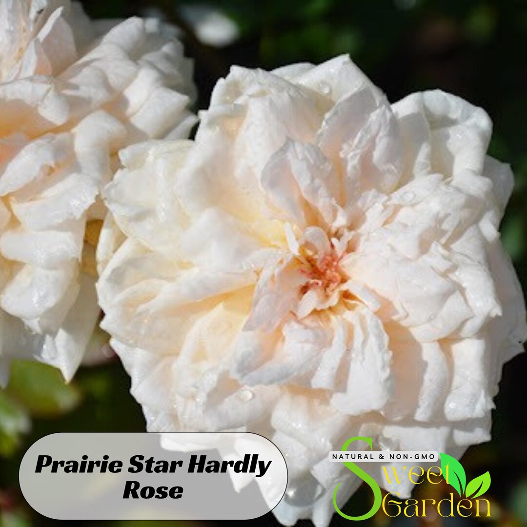 Prairie Star Rose Seeds - Authentic Non-gmo Perennial Flower - Etsy