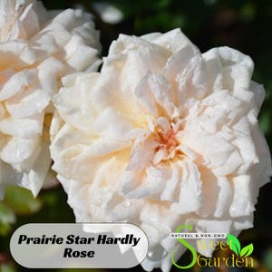 Prairie Star Hardly Rose Seeds - Perennial - Authentic Seeds - Flowers ...