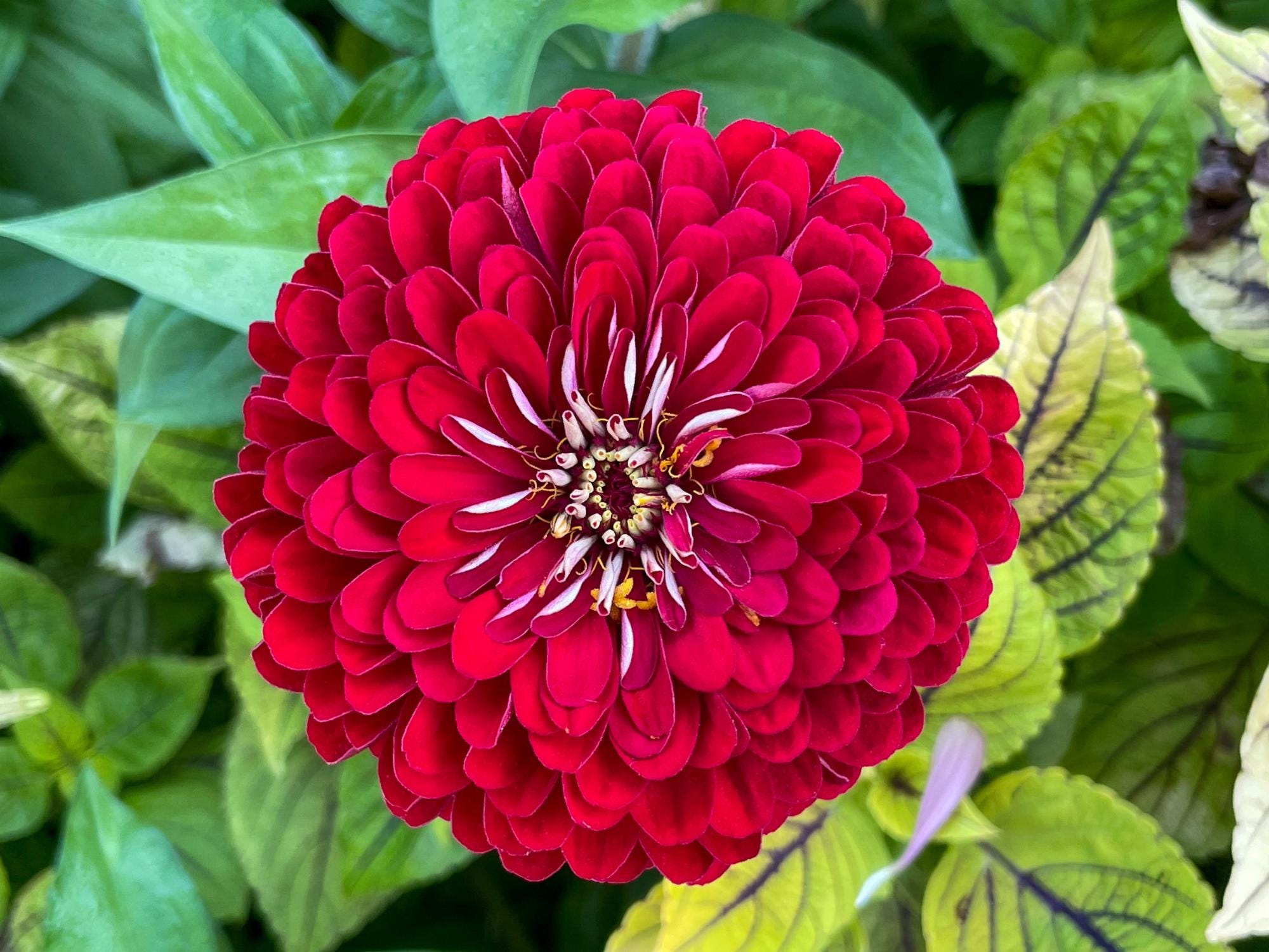 Zinnia ‘benary’s Giant Deep Red’ - Zinnia Elegans Seeds - Authentic ...