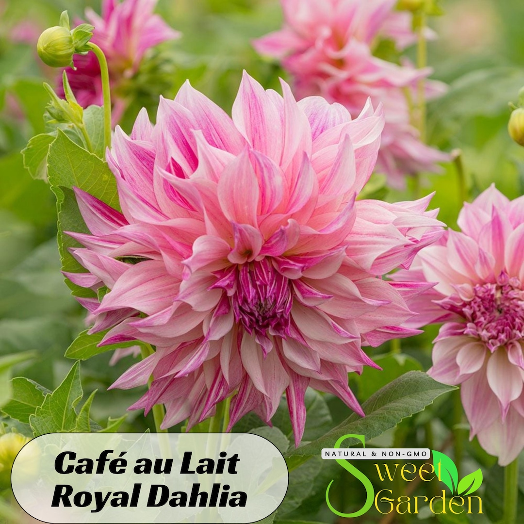 Café Au Lait Royal Dahlia Seeds - Perennial - Authentic Seeds ...