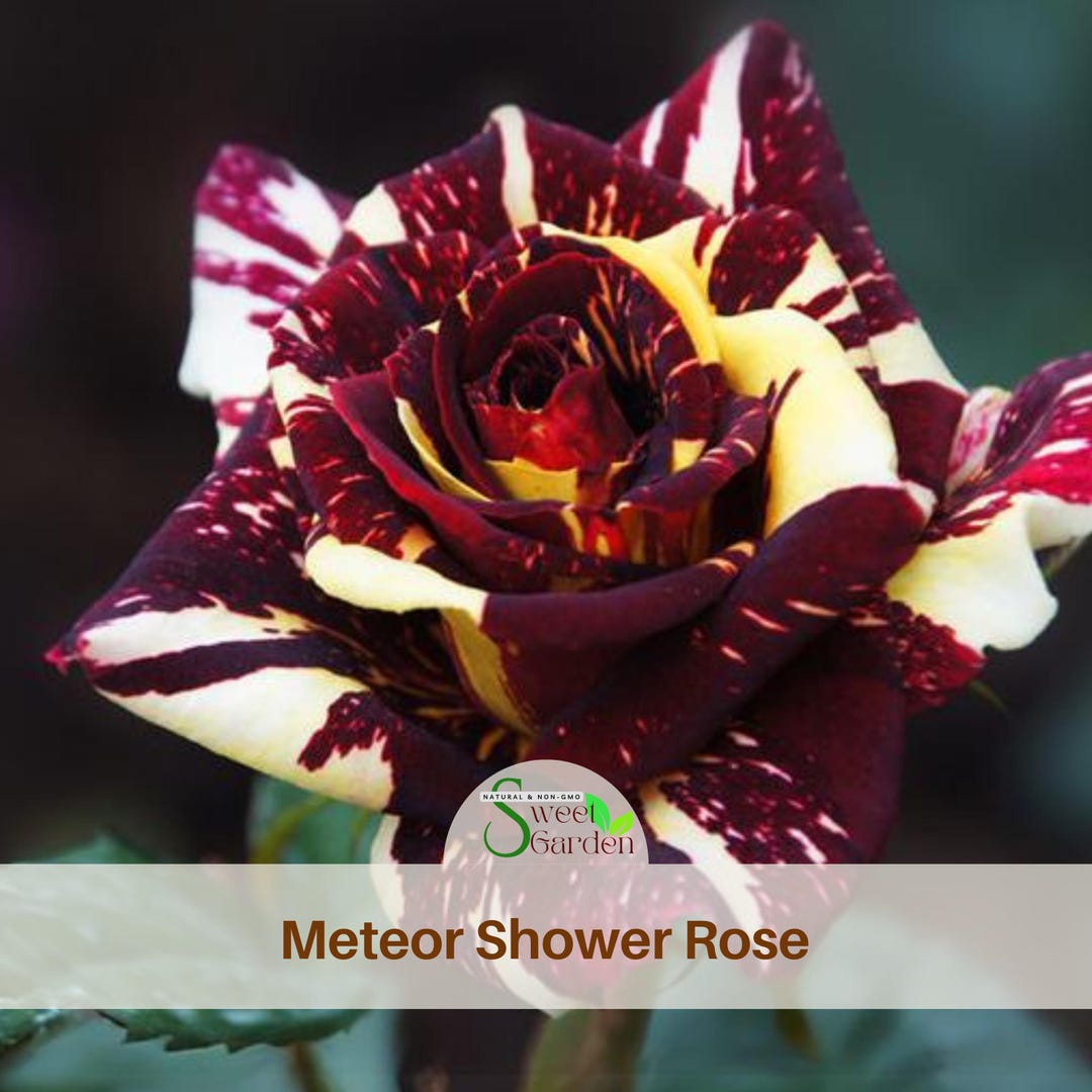 Meteor Shower Rose Seeds - Perennial - Authentic Seeds - Flowers - Easy ...