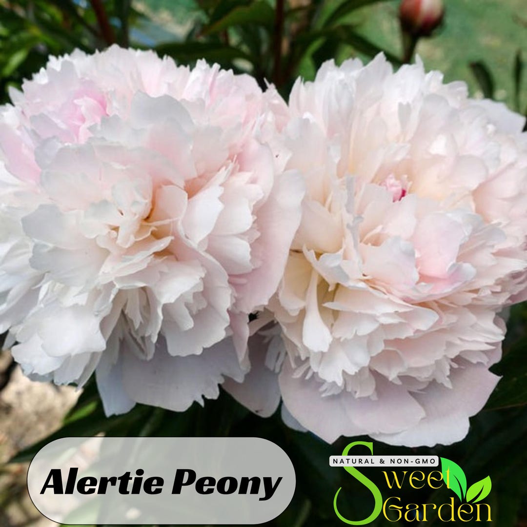 10+ Seeds| Alertie Peony Seeds - Perennial - Authentic Seeds - Flowers ...