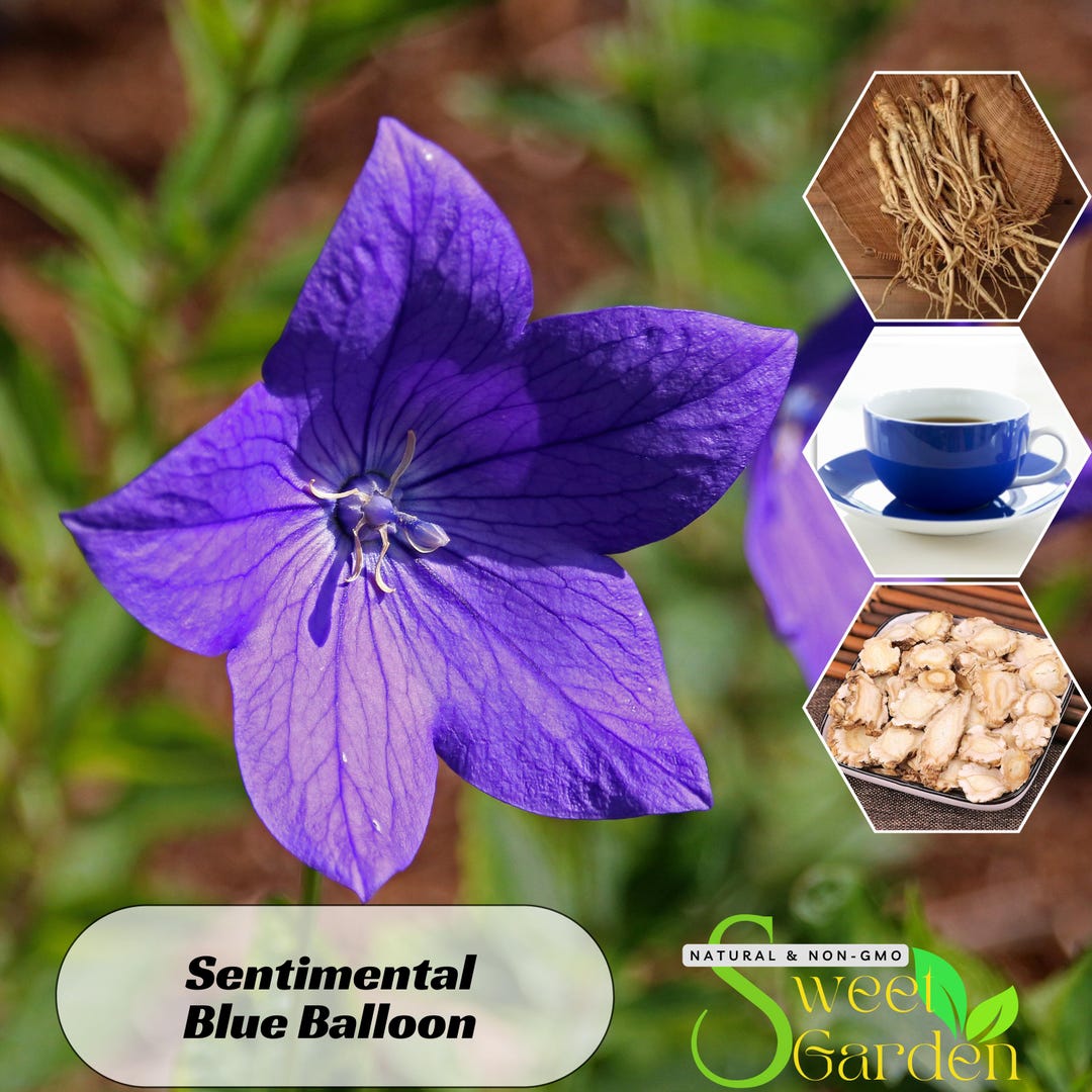 60 Seeds| Blue Balloon Flower Seeds -perennial -authentic Seeds-flowers ...