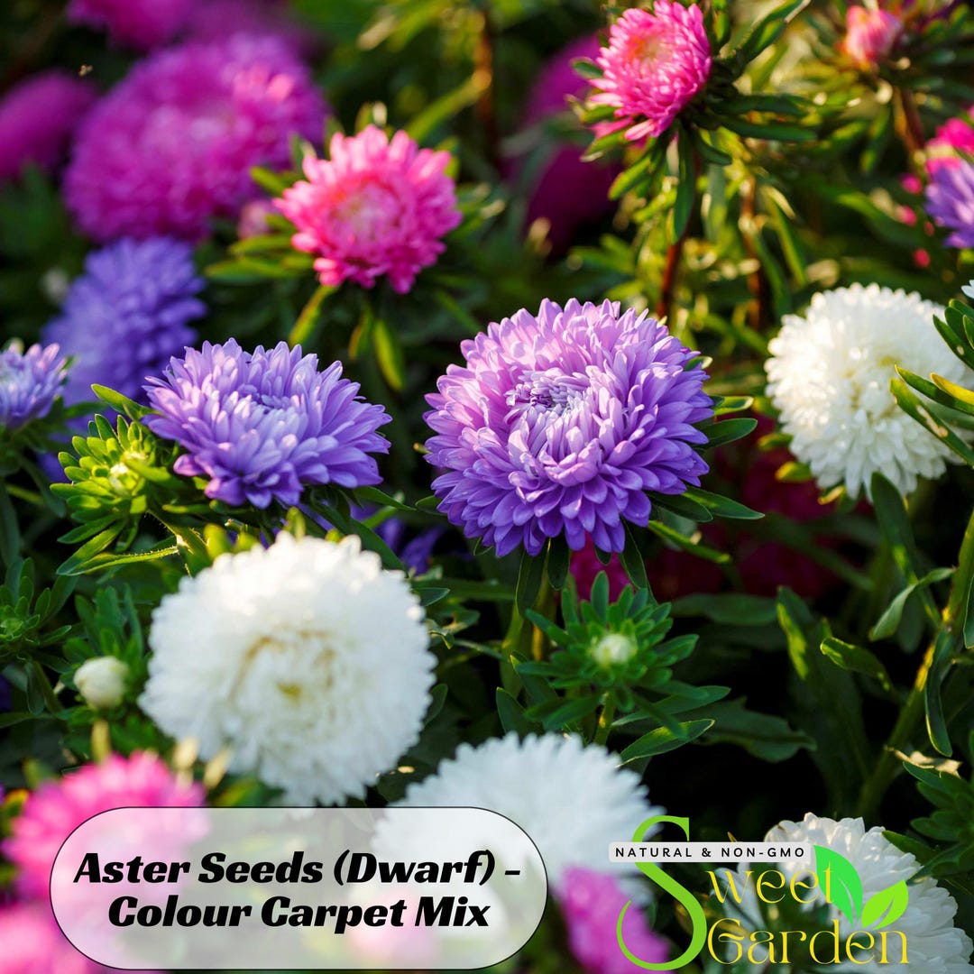 Aster Seeds (dwarf) - Colour Carpet Mix - Perennial -authentic Seeds -vegetable Seeds-mix Seeds ...