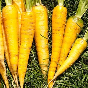 40 Seeds| Solar Yellow Carrot Seeds Seeds -perennial -authentic Seeds ...