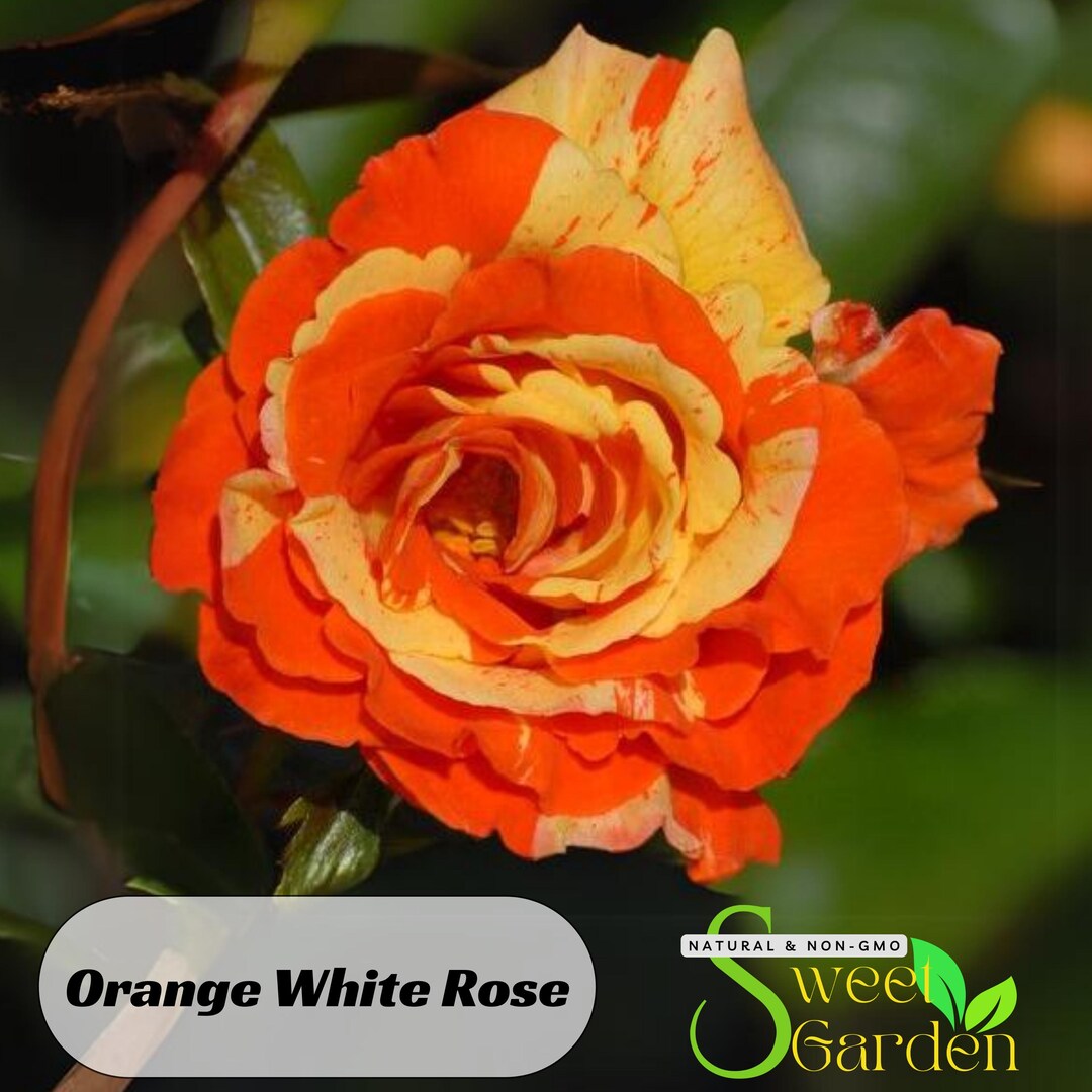 Orange White Rose Seeds - Perennial - Authentic Seeds - Flowers - Easy ...