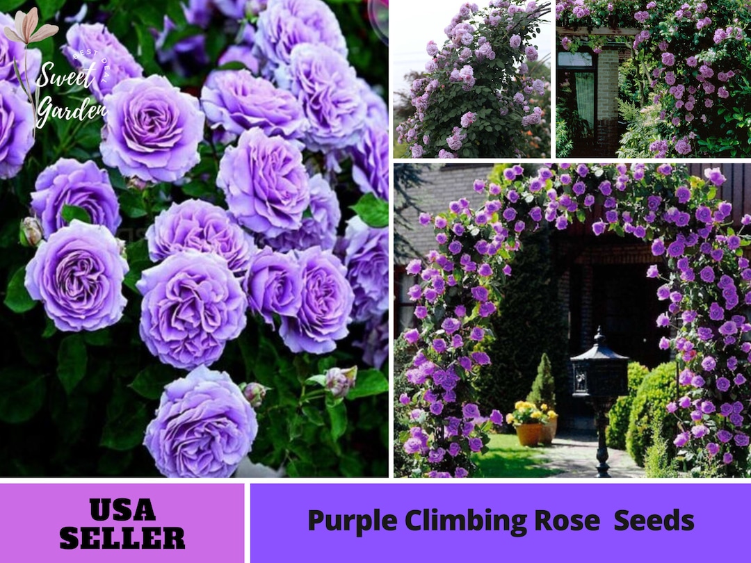 Purple Climbing Rose Seeds Perennial Authentic Seeds Flowers Easy to ...