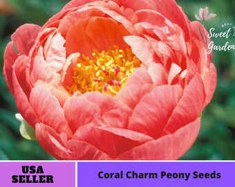 10 Rare Seeds Muti-mix Peony Seeds Perennial Authentic Seeds Flowers ...