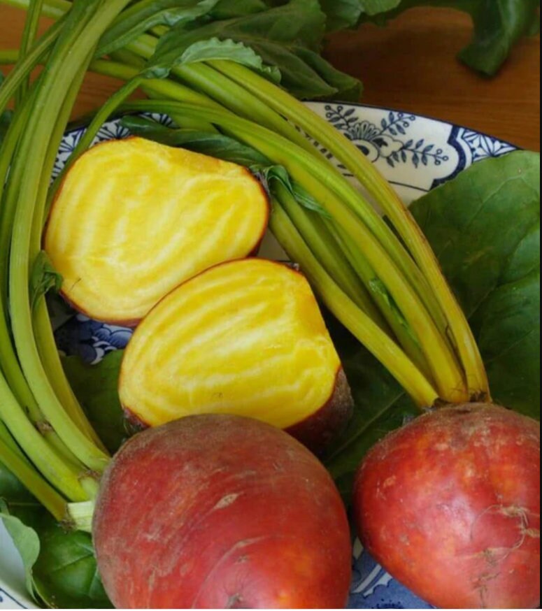 30 Seeds Touchstone Gold Beet Seeds Authentic Seeds - Etsy