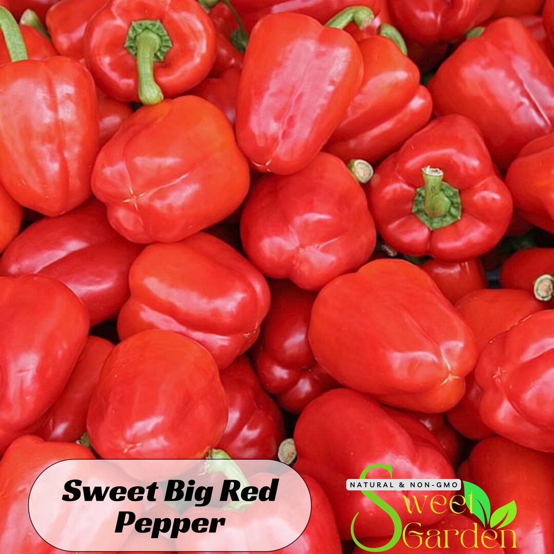 Sweet Big Red Pepper Seeds - Sweet - Big Red -perennial-authentic Seeds ...