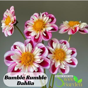 Bumble Rumble Dahlia Seeds - Perennial - Flowers - Clumping - Dahlia ...