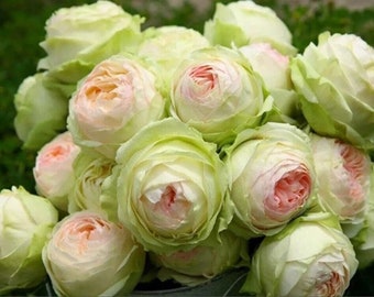 RARE Scented English PINK ROSE Tree Flower Plant 2 ,10 .20 or 30 Seeds ...