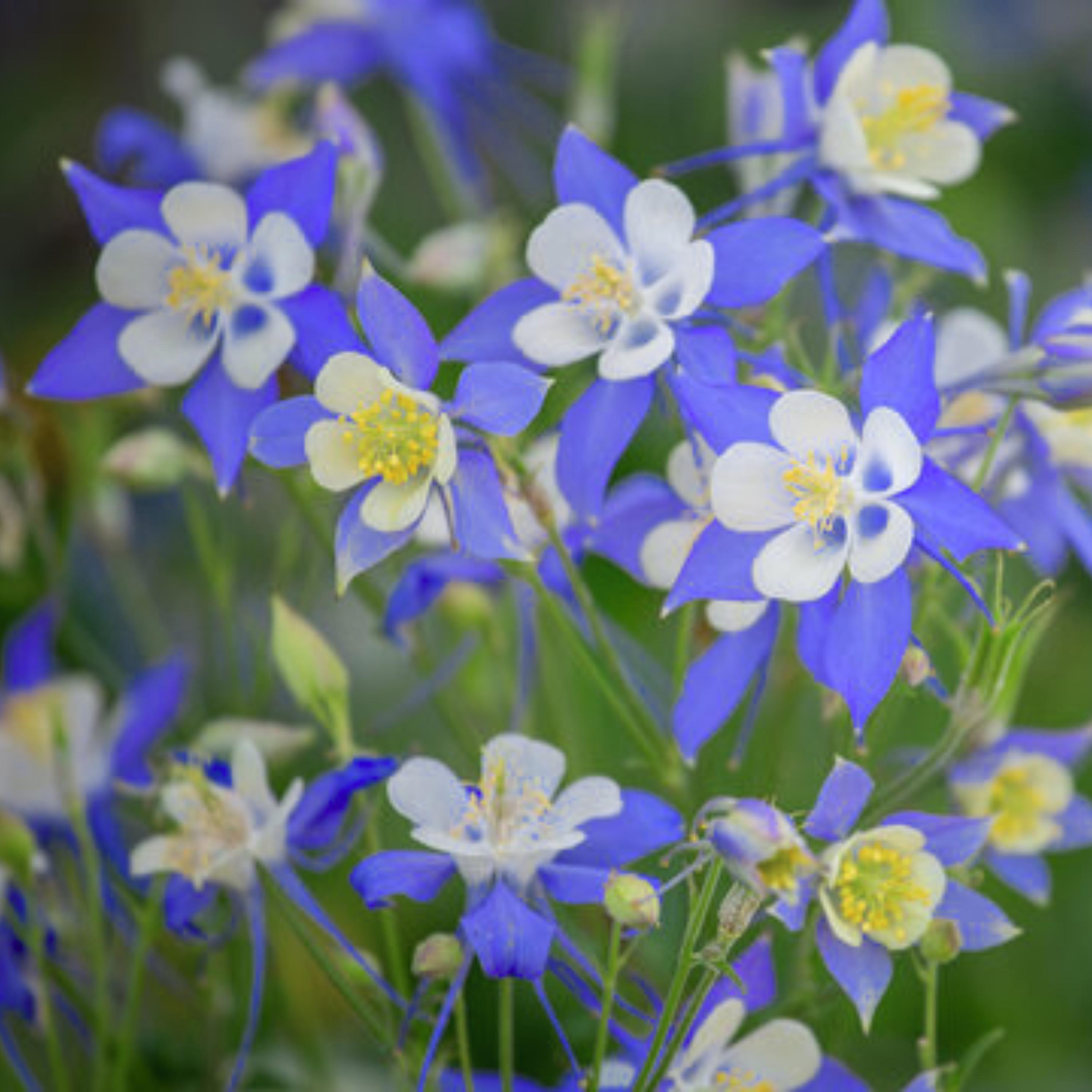 Blue Rocky Mountain Columbine Seeds - Cold Resistant - Deciduous ...