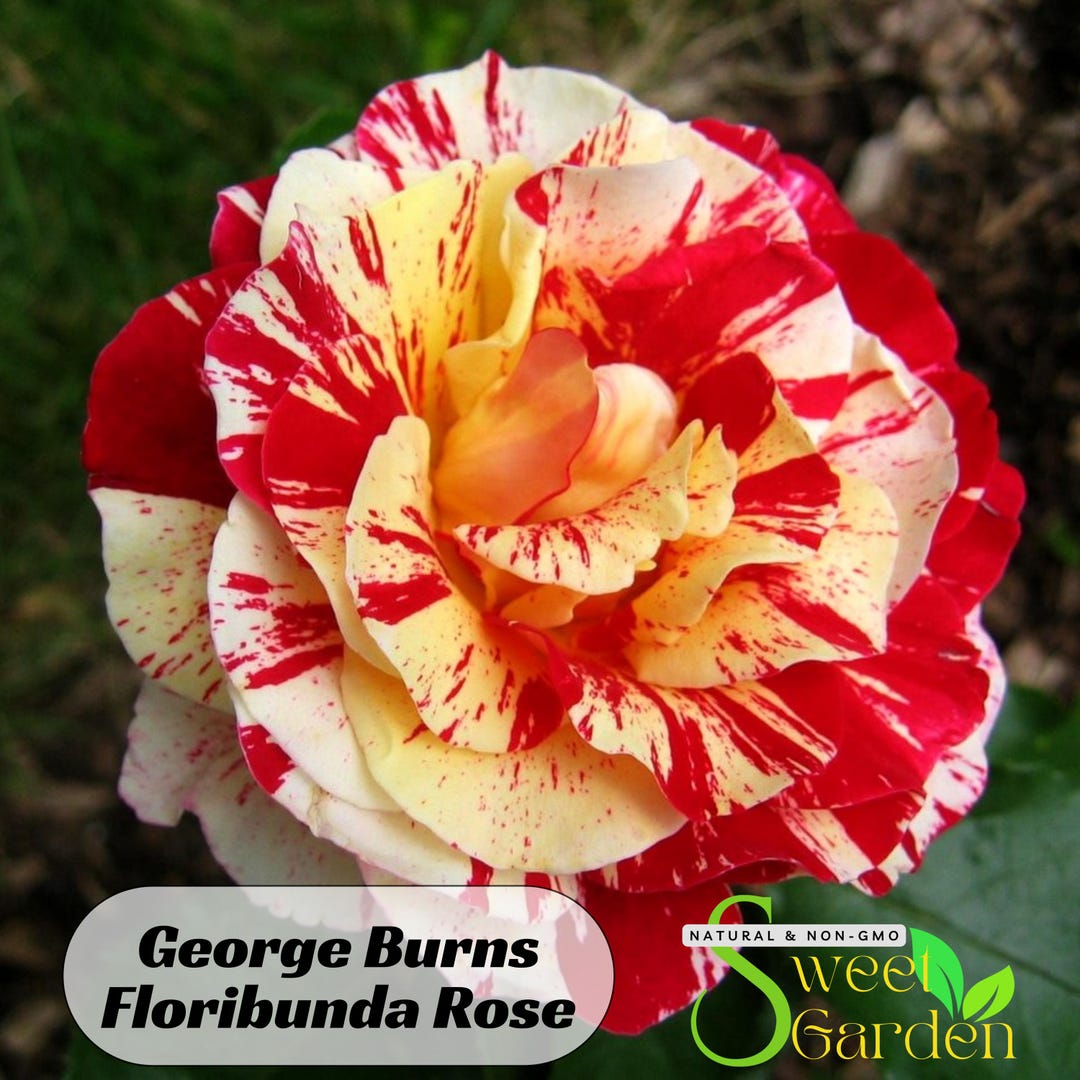George Burns Rose Seeds - Perennial - Authentic Seeds - Flowers - Easy ...